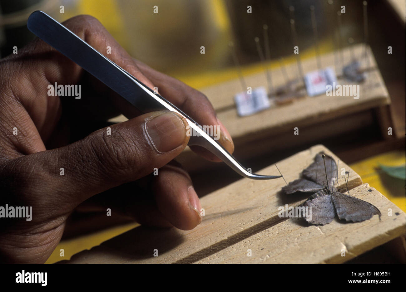 Techincian preparing butterfly for collection, the lab looks for new ...
