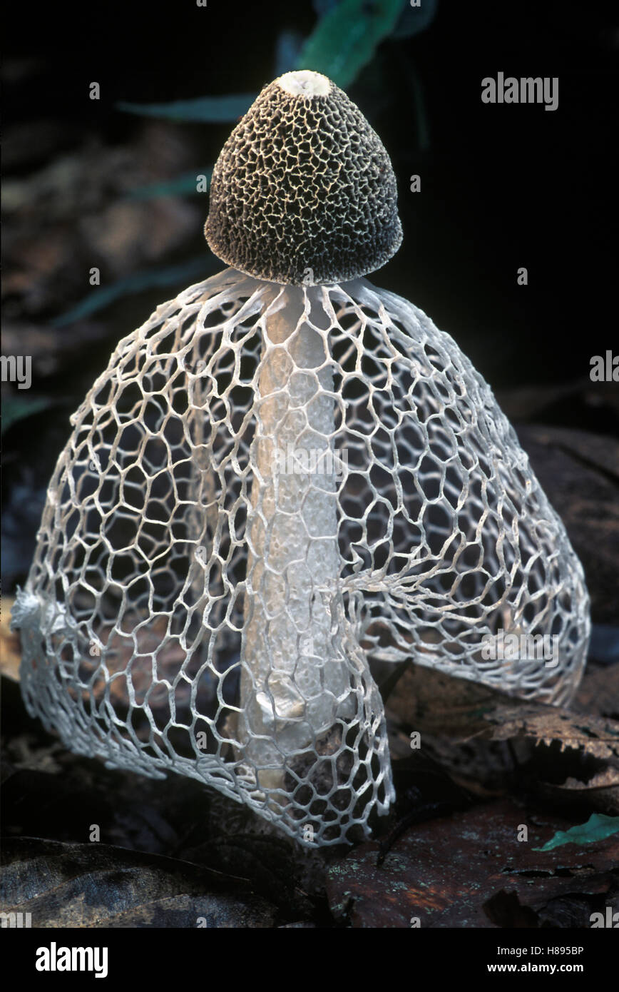 Veiled Lady (Dictyophora indusiata) mushroom attracting flies by ...