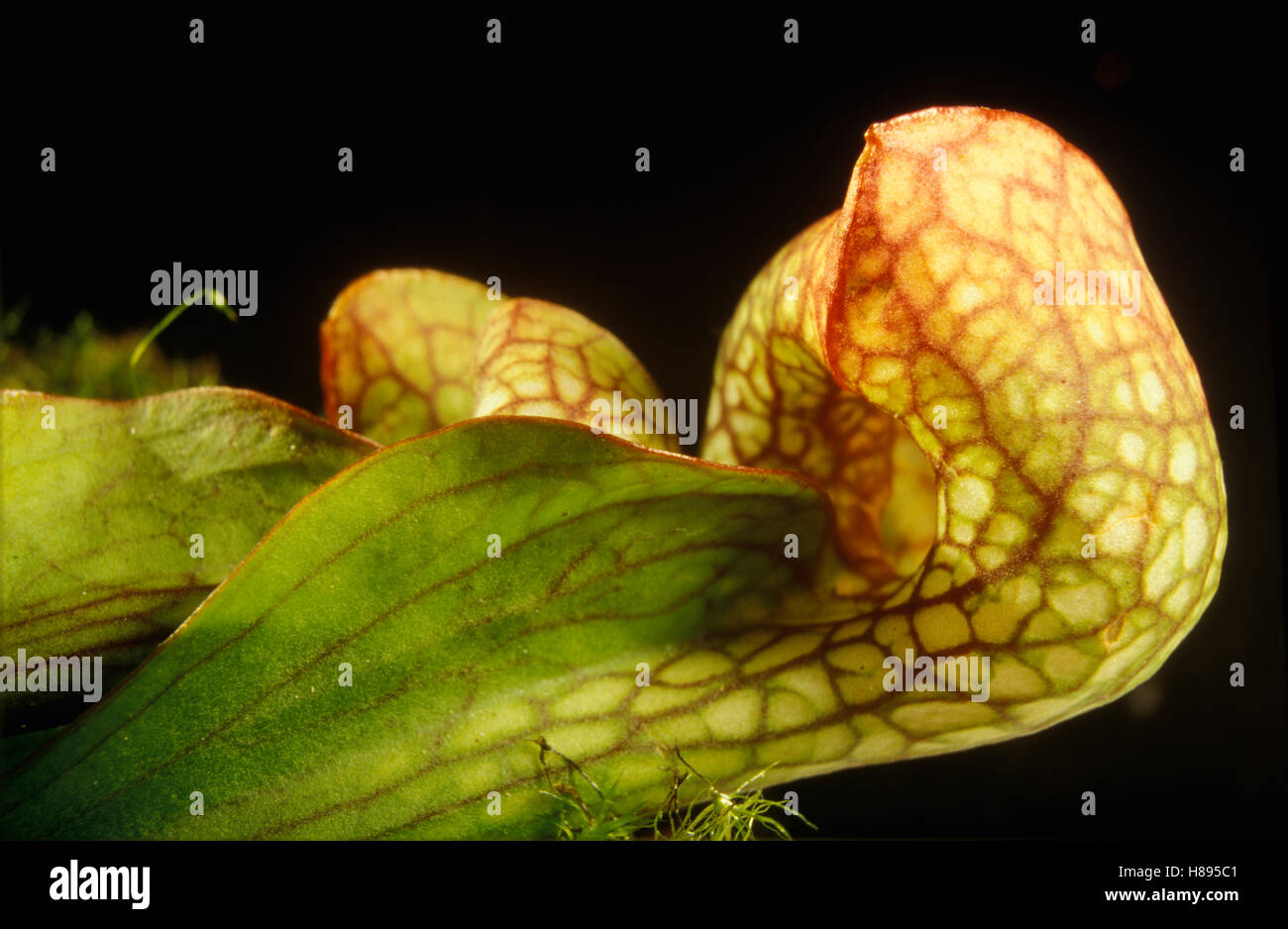 Parrot Pitcher Plant (Sarracenia psittacina) jar trap, native to the ...