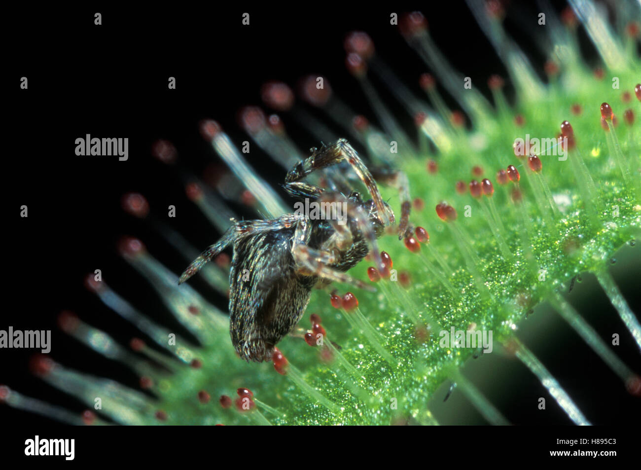 Cape Sundew (Drosera capensis) with caught spider, native to South ...