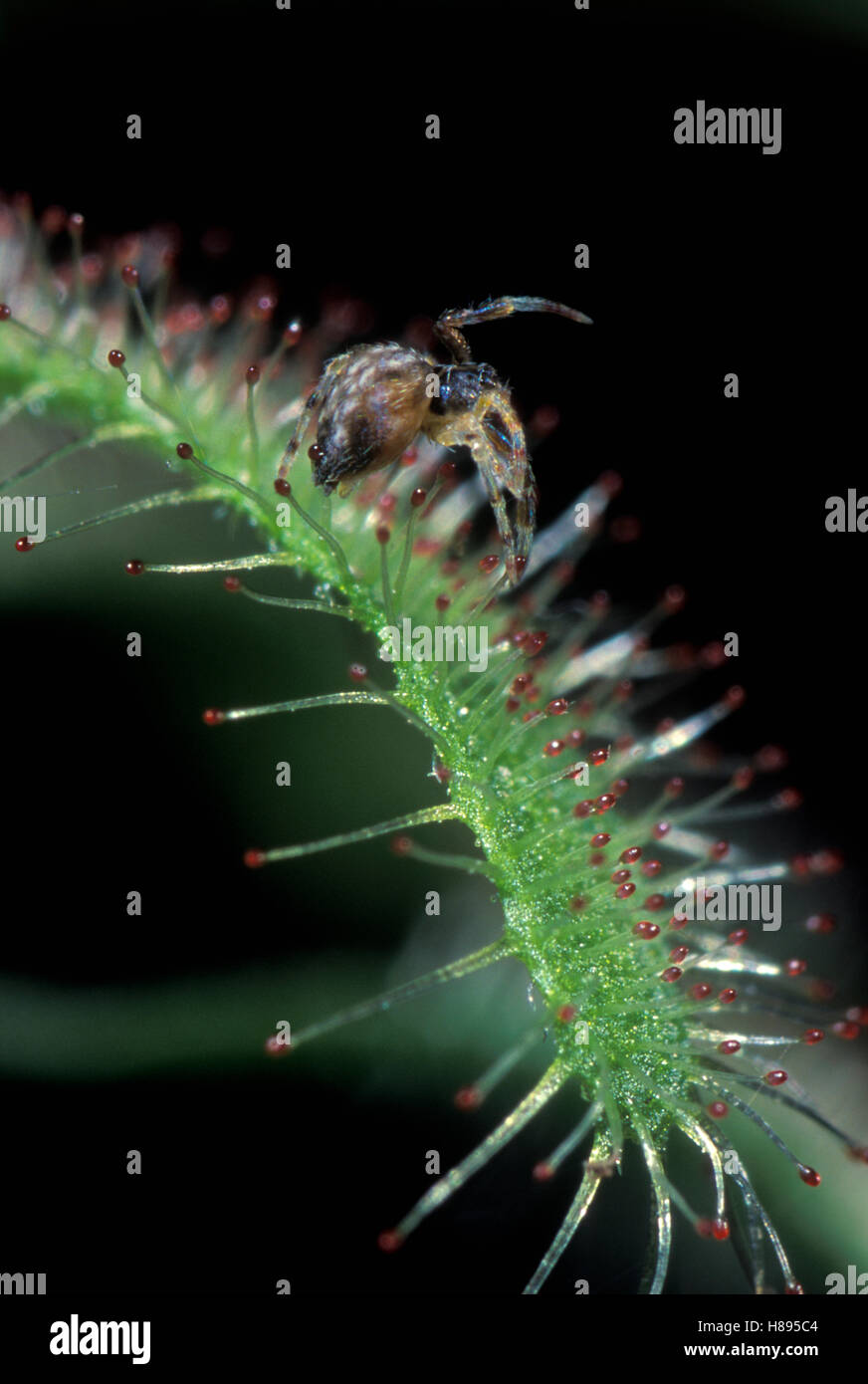 Cape Sundew (Drosera capensis) with caught spider, native to South ...