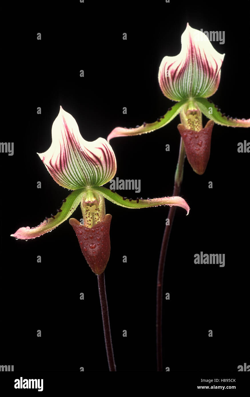 Orchid (Paphiopedilum callosum) pair, native to Asia Stock Photo - Alamy