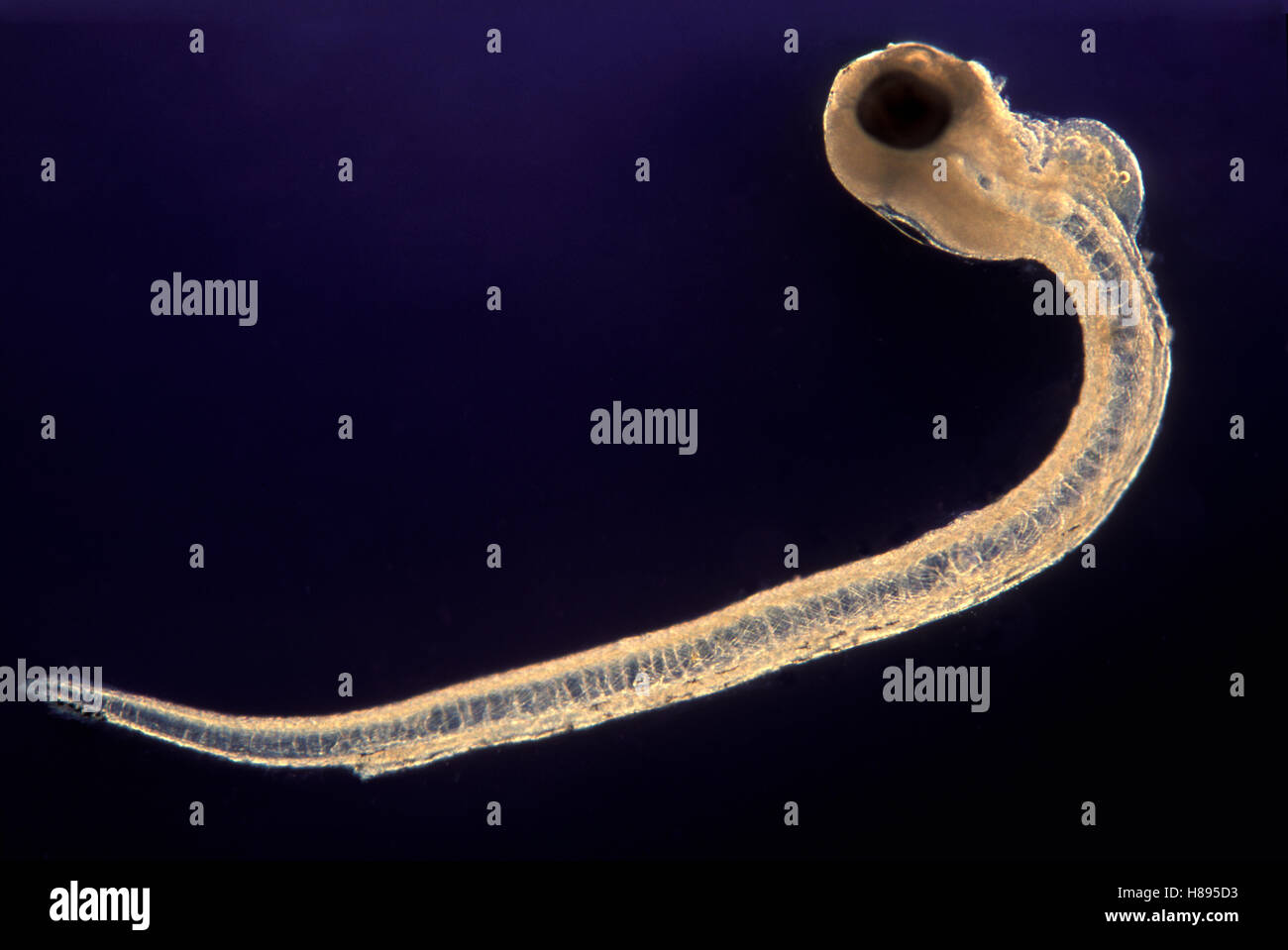 Fish larva from the Meditterranean Sea, magnified 12 times, Barcelona ...