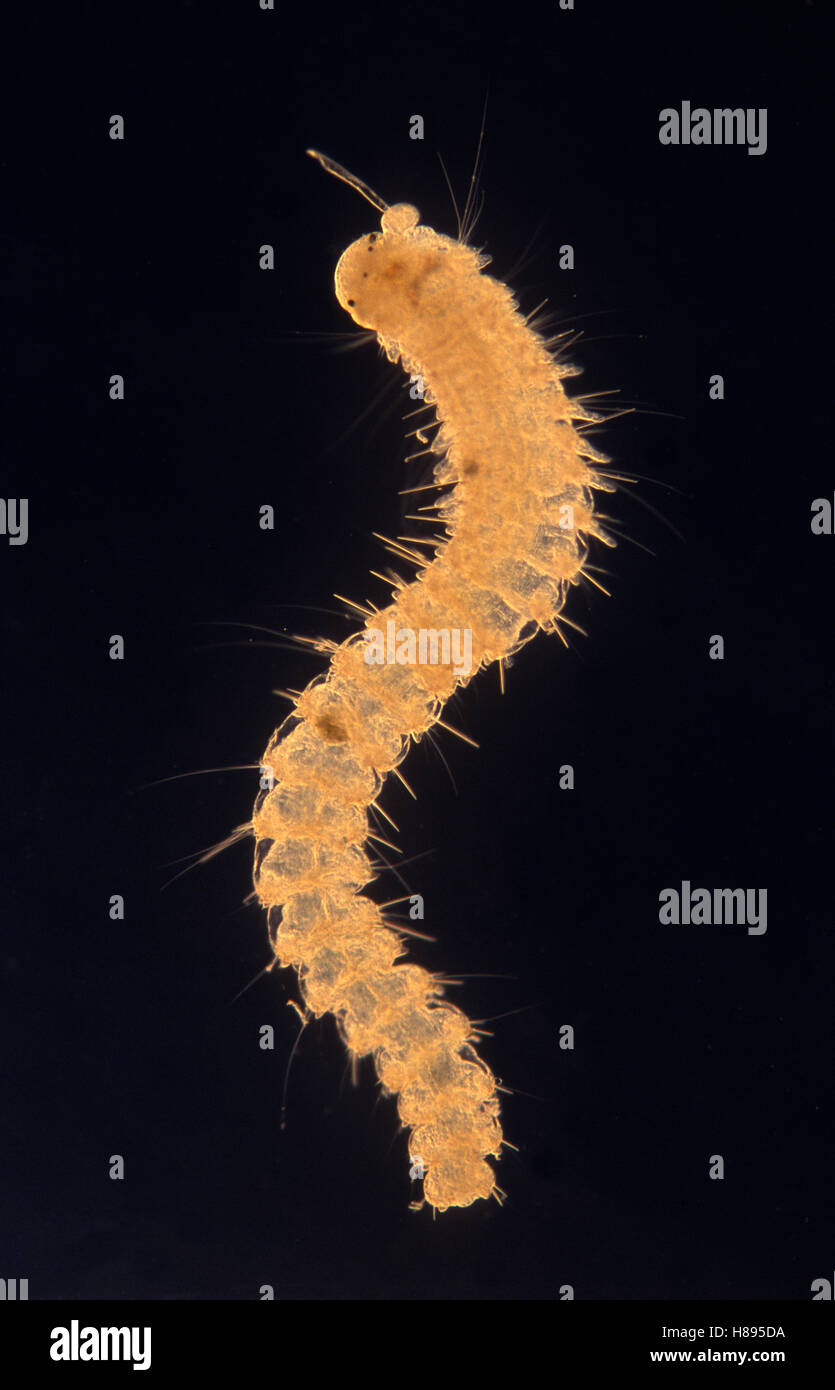 Polychaete larva hi-res stock photography and images - Alamy