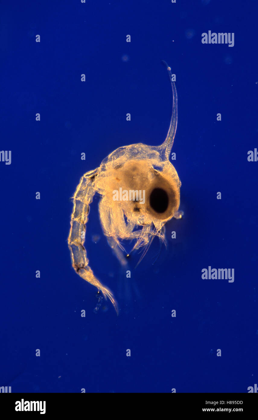 Crustacean decapod (possibly Carcinus sp) larva known as zoea ...
