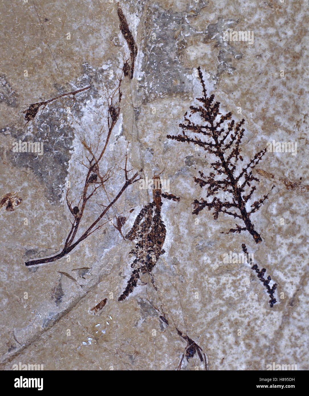 Buttercup (Ranunculus sp) fossil on the left and an early aquatic ...