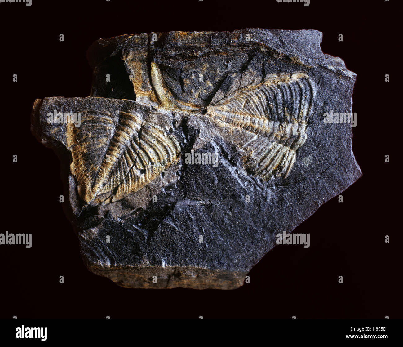 Trilobite (Dalmanites camprodonensis) fossil from the Silurian period ...