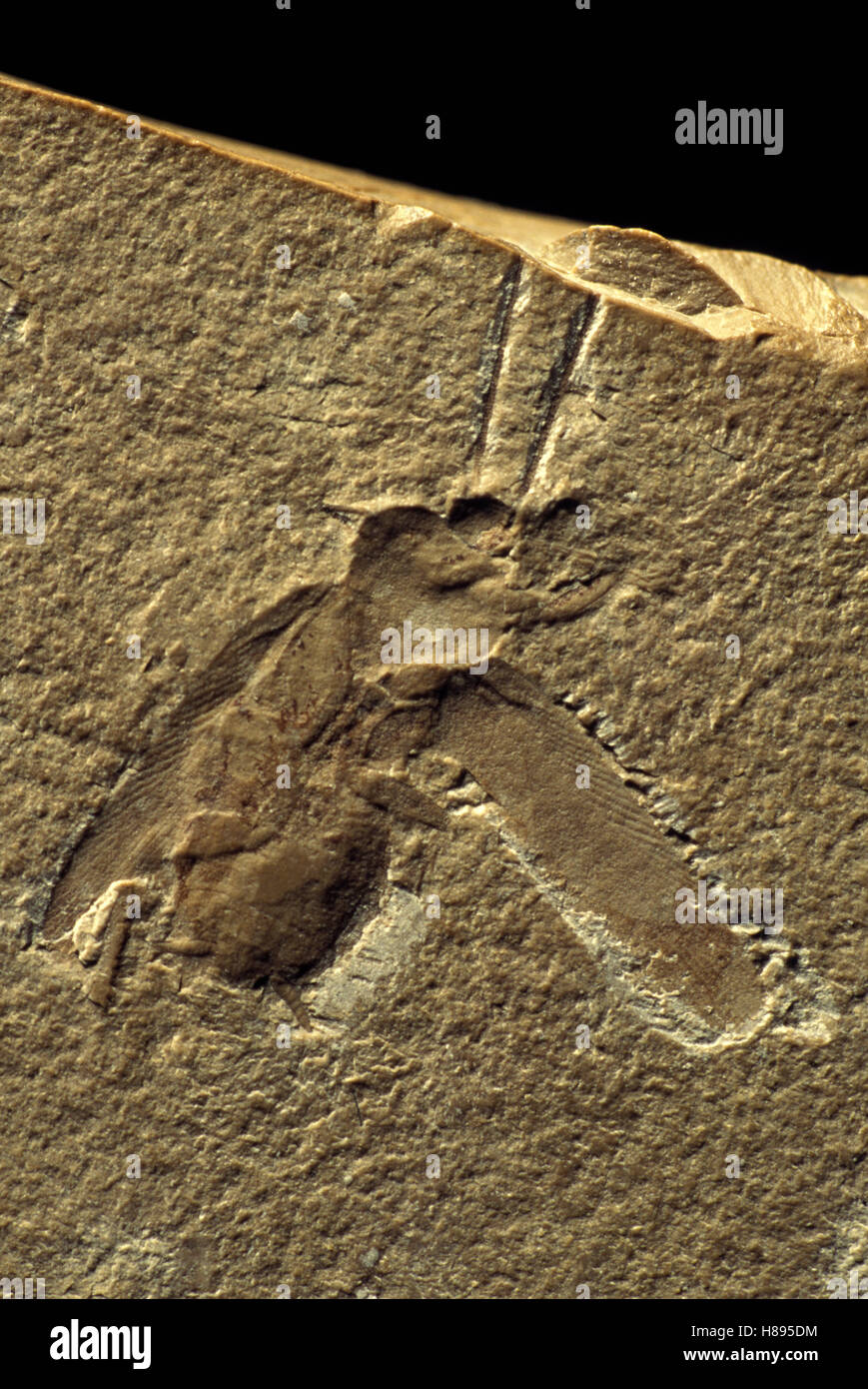 Cockroach (Artitocoblatta colominasi) fossil from the Triassic period ...