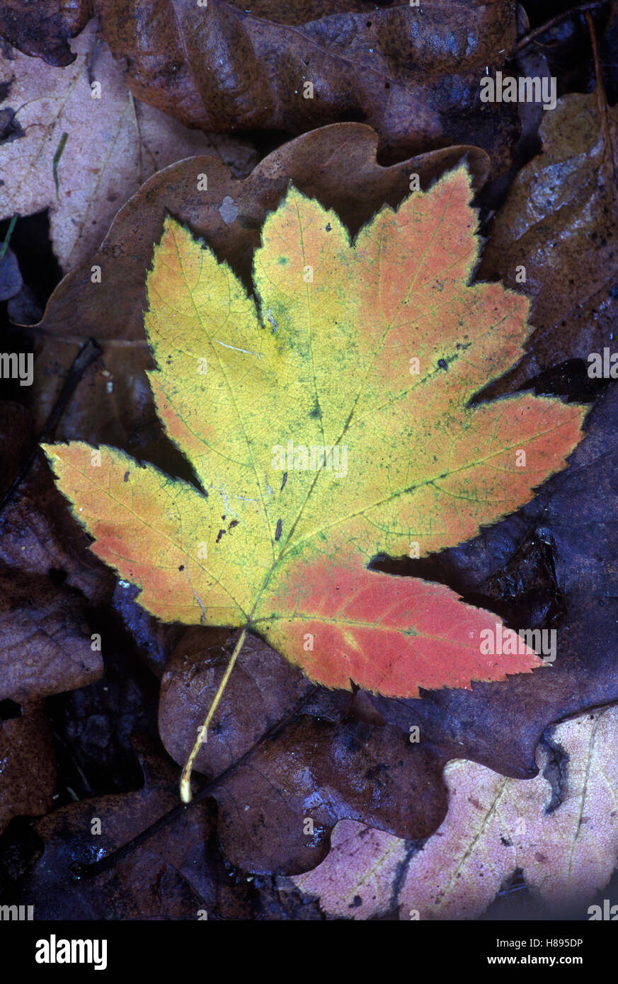 Wild Service Tree (Sorbus torminalis) leaf on forest floor in autumn ...