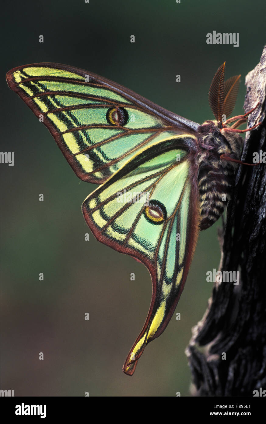 Spanish Moon Moth (Graellsia isabellae), Pyrenees, Spain Stock Photo ...