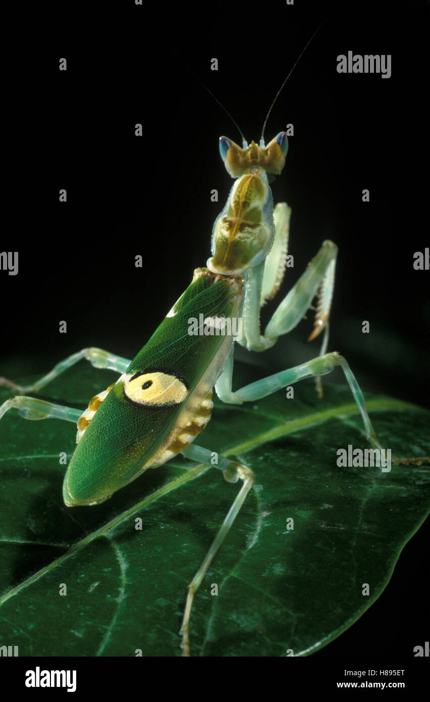 Indian Flower Mantis (Creobroter meleagris) on leaf, native to India ...