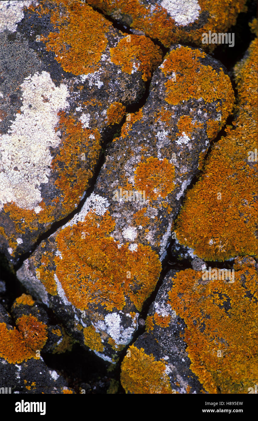 Crustose lichen on volcanic rock, Timanfaya National Park, Spain Stock ...