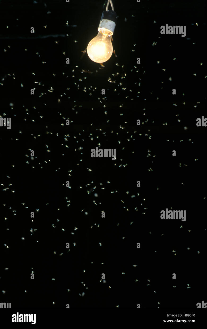 Are Flying Bugs Attracted To Light at Teresa Burks blog