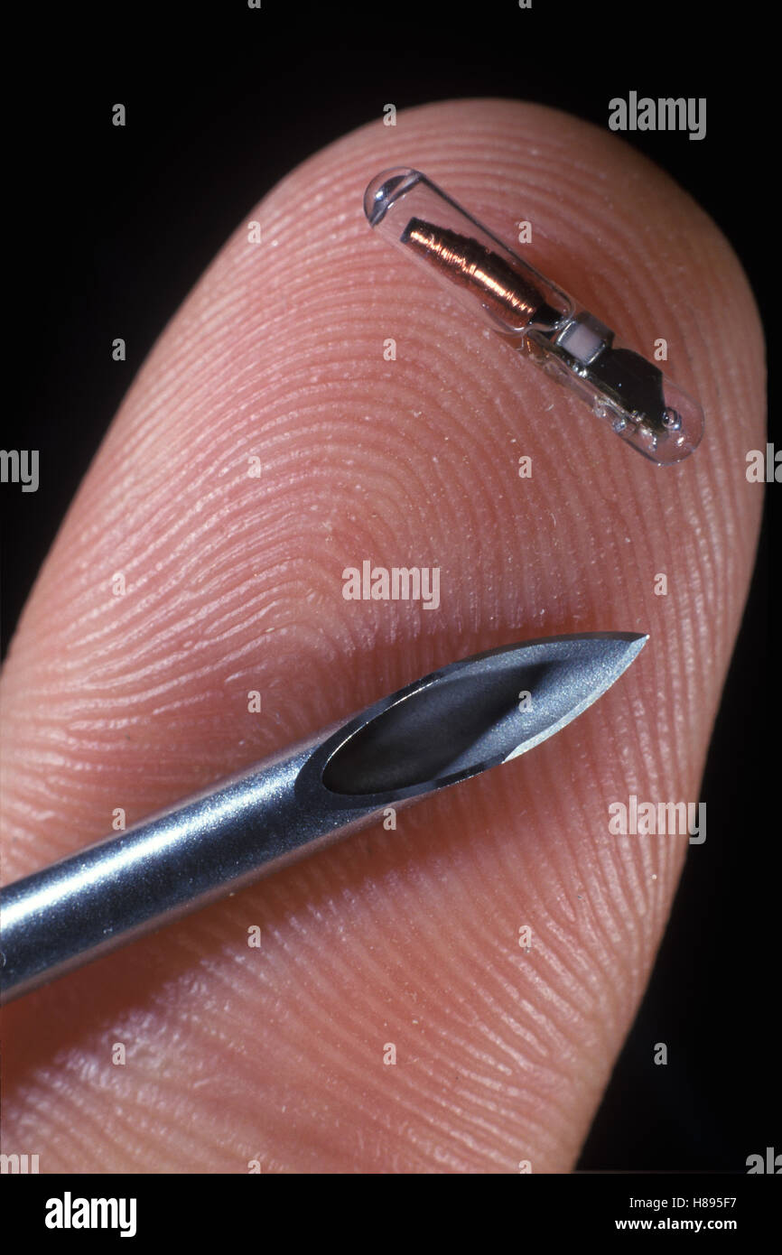 Microchip and needle used to inject sea turtles for marking and ...