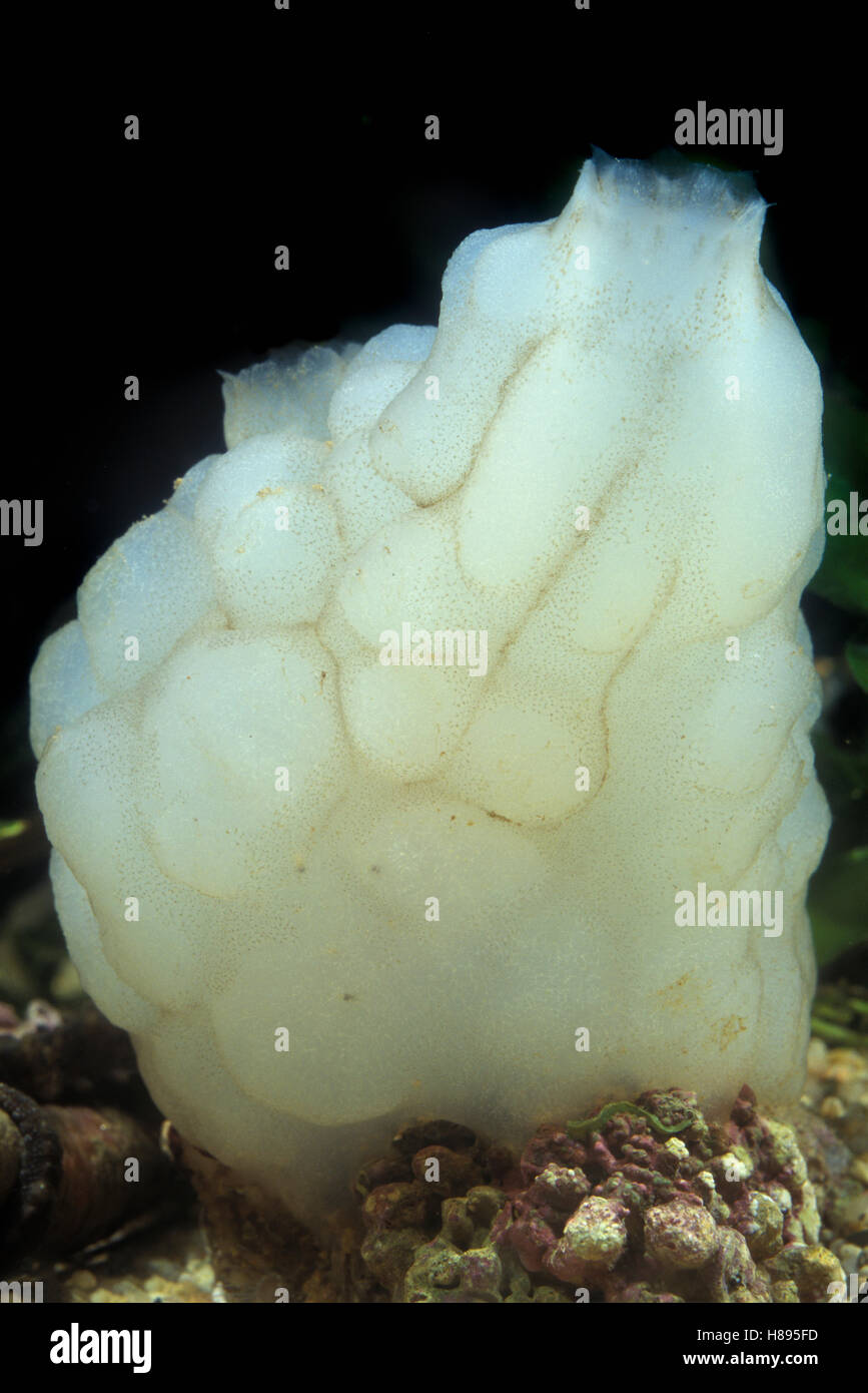Sea Squirt (Phallusia mammillata), native to the British Isles Stock ...
