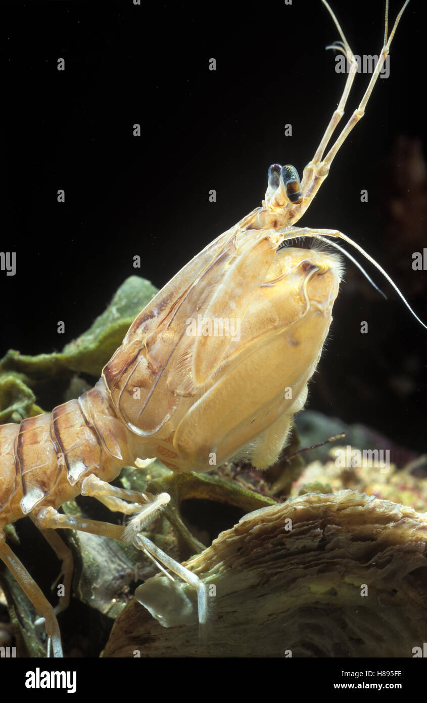 Mantis Shrimp (Squilla mantis), native to the Mediterranean Sea Stock ...