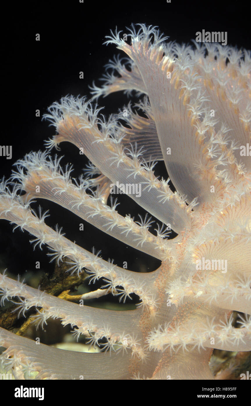 Sea Pen (Pennatula sp) tentacles made up of polyp colony, Spain Stock ...