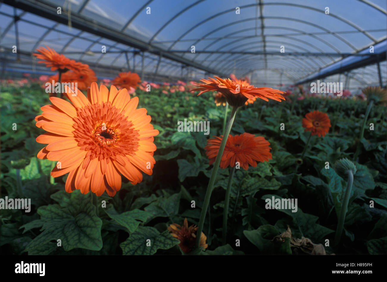 Gerbera Daisy (Gerbera sp) flowers grown hydroponically in a greenhouse ...