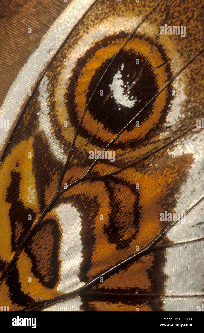 Morpho Butterfly (Morpho sp) butterfly wing with false eyespot, native ...