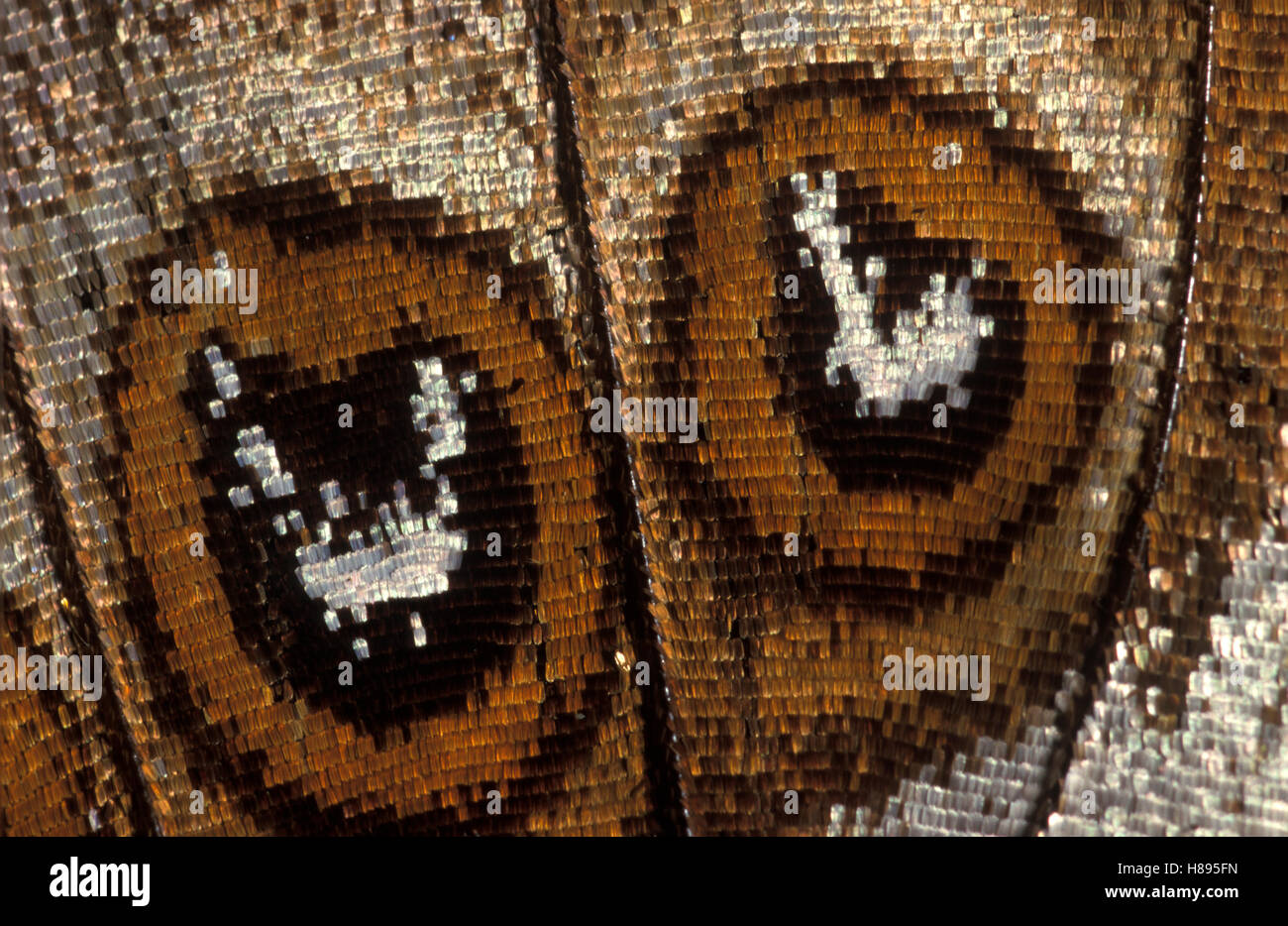 Morpho Butterfly (Morpho sp) butterfly wing with false eyespots, native ...