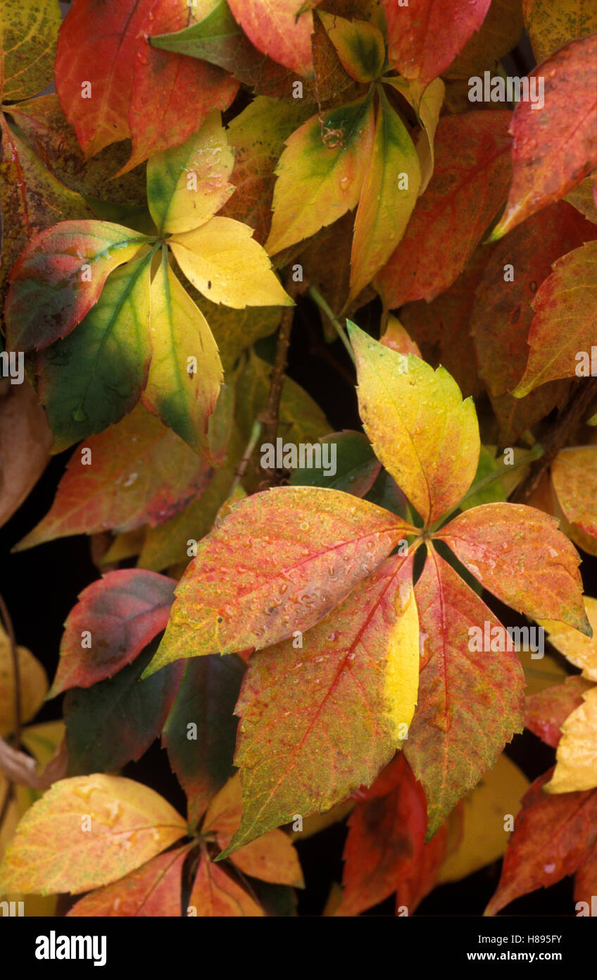 Virginia Creeper (Parthenocissus quinquefolia) leaves in autumn, a ...