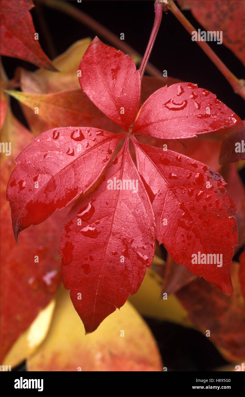 Virginia Creeper (Parthenocissus quinquefolia) leaf in autumn, a native ...