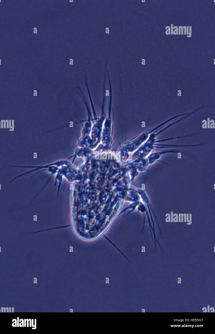 Copepod nauplius larval stage of development at 120x magnification ...