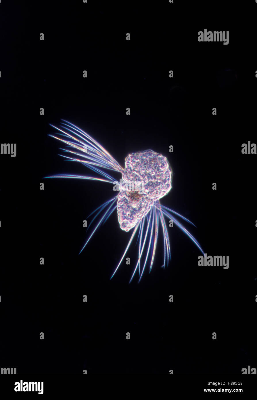 Polychaete worm larva at 30x magnification, Spain Stock Photo - Alamy