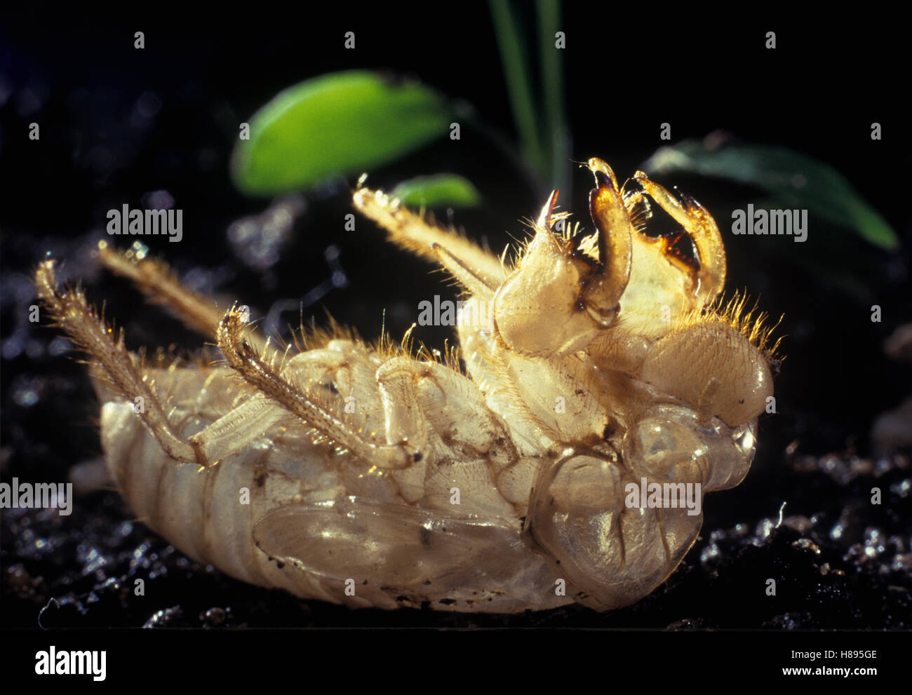 Cicada (Cicada sp) larva exoskeleton discarded after moult, Spain Stock ...