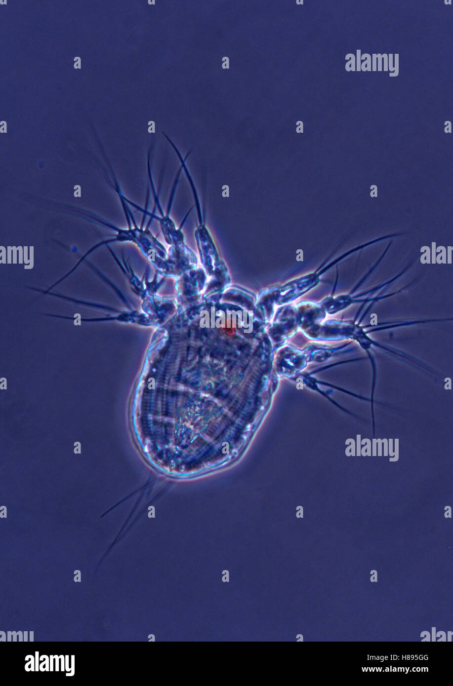 Copepod nauplius larval stage of development at 120x magnification with ...
