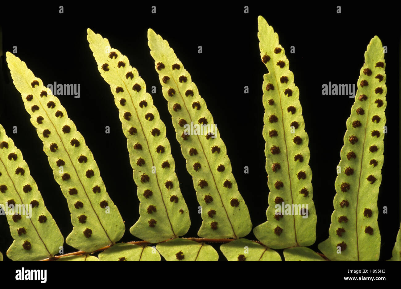 Fern (Nephrolepis sp) leaf showing clusters of spores, Venezuela Stock ...
