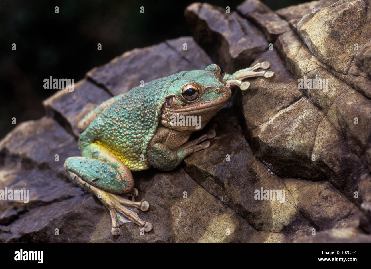 Cuban Treefrog (Osteopilus septentrionalis), Vinales Valley, Cuba Stock ...