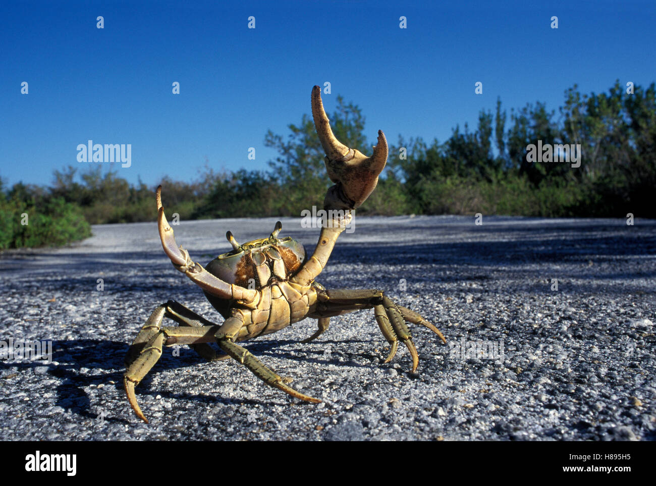 Blue Land Crab (Cardisoma guanhumi) in defensive posture, Juventud ...