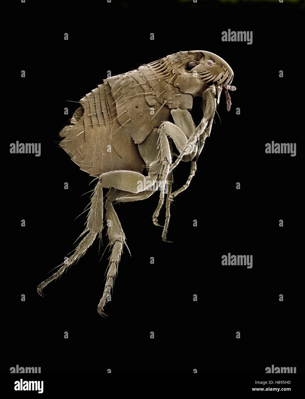 Cat Flea (Ctenocephalides felis) SEM close-up at 28x magnification ...