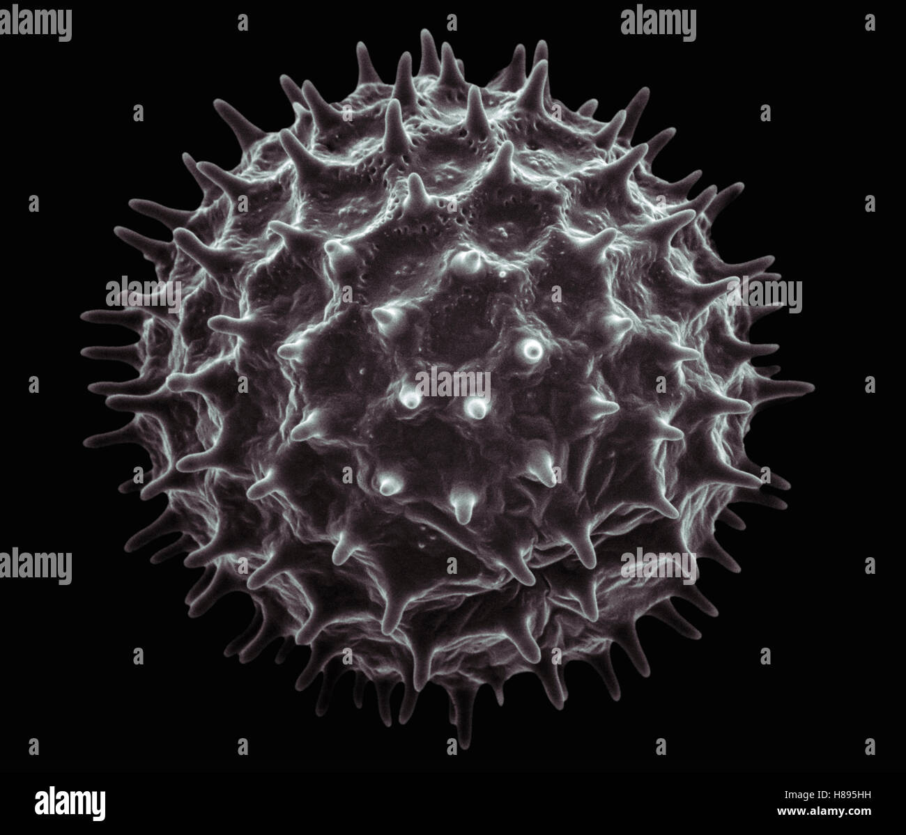 Common Morning Glory (Ipomoea purpurea) SEM close-up view of pollen ...