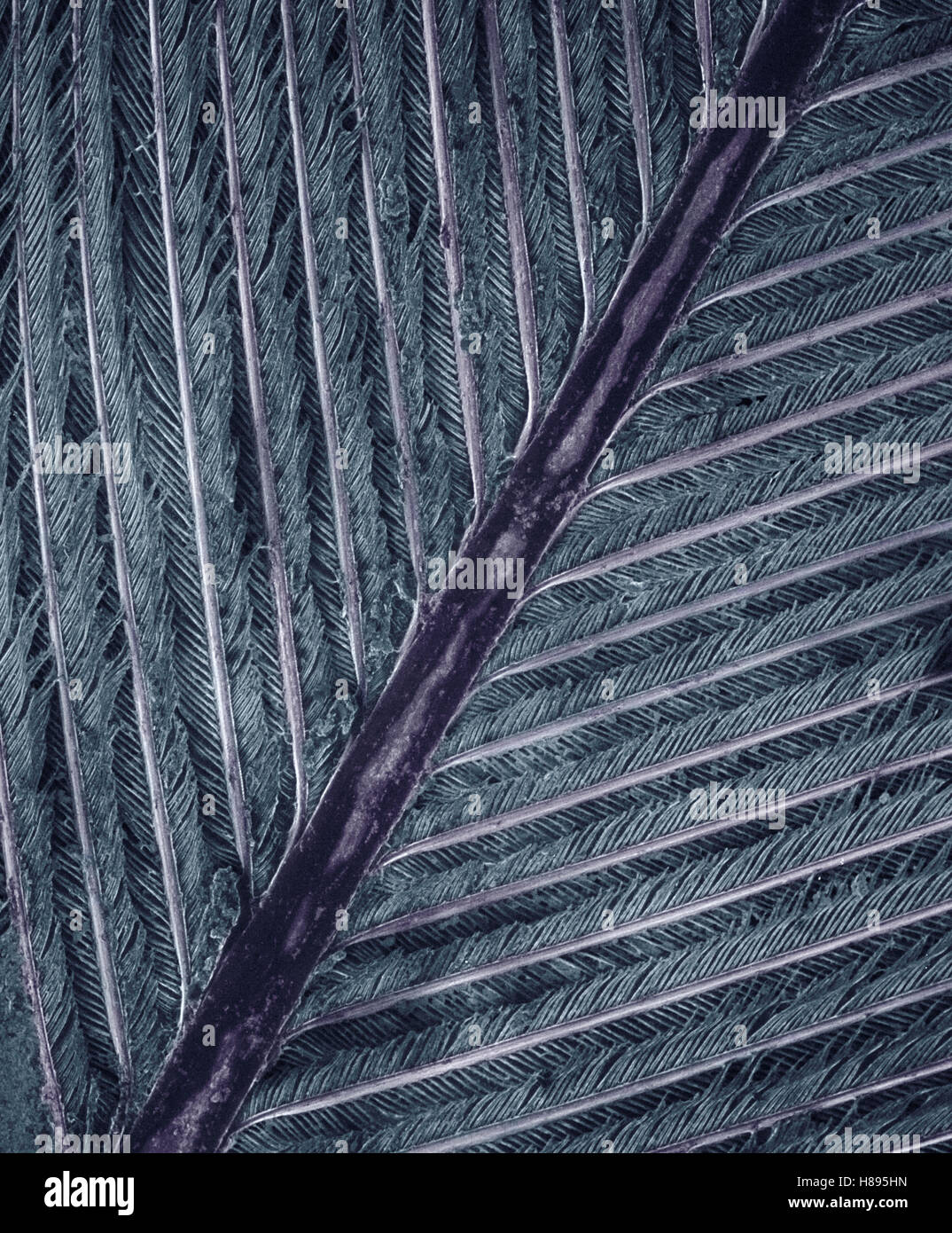 SEM close-up detail of a feather at 28x magnification showing the main ...