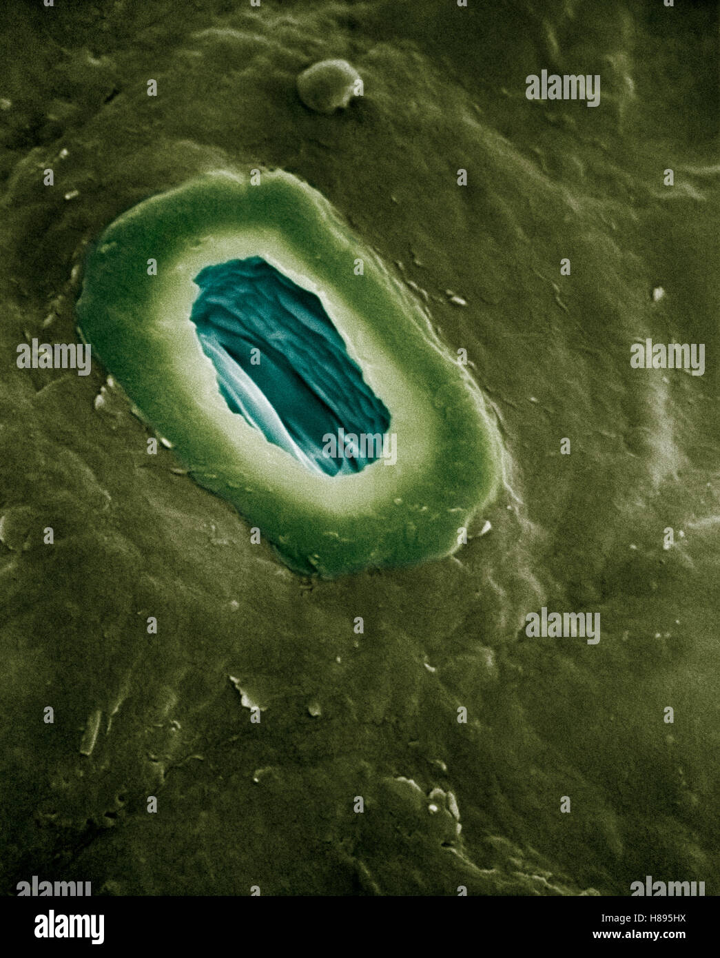 Holm Oak (Quercus ilex) SEM close-up of a stoma on the underside of the ...