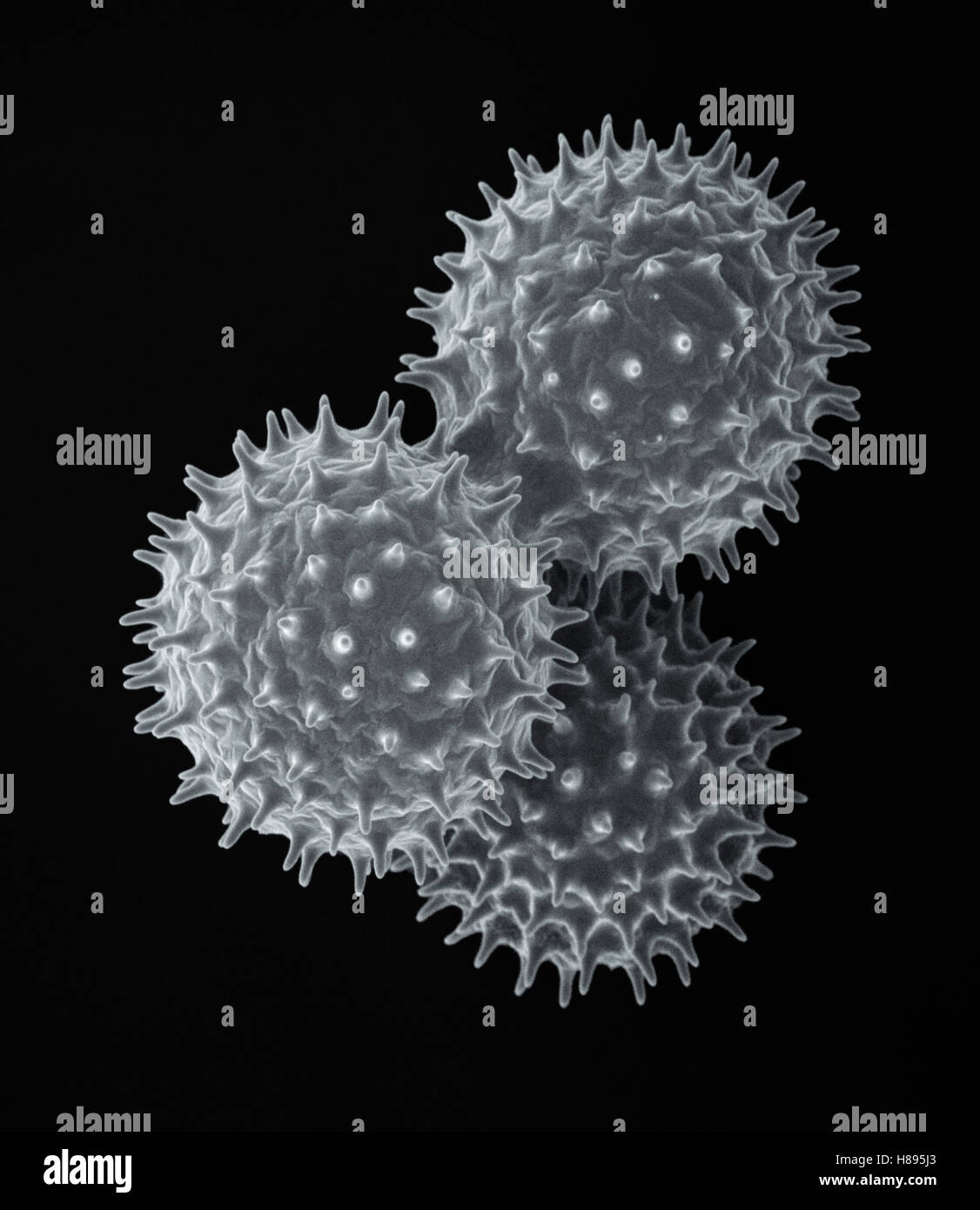Common Morning Glory (Ipomoea purpurea) SEM close-up view of pollen at ...