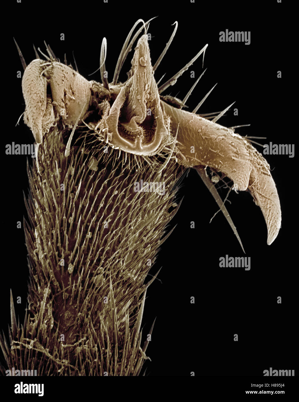 Honey Bee (Apis mellifera) SEM close-up view of the tip of a foot at ...