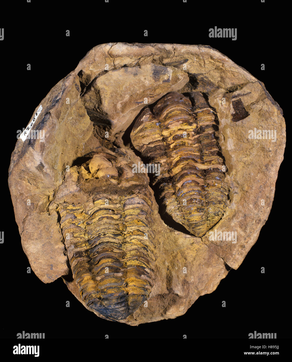 Trilobite (Flexicalymene sp) fossils of the Ordovician period 490 - 443 ...