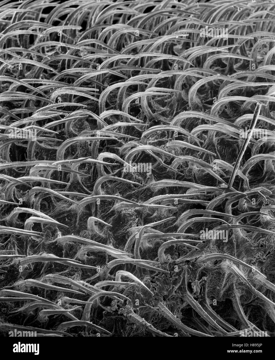 Lantern Shark (Etmopterus spinax) SEM close-up of dermal denticles on ...