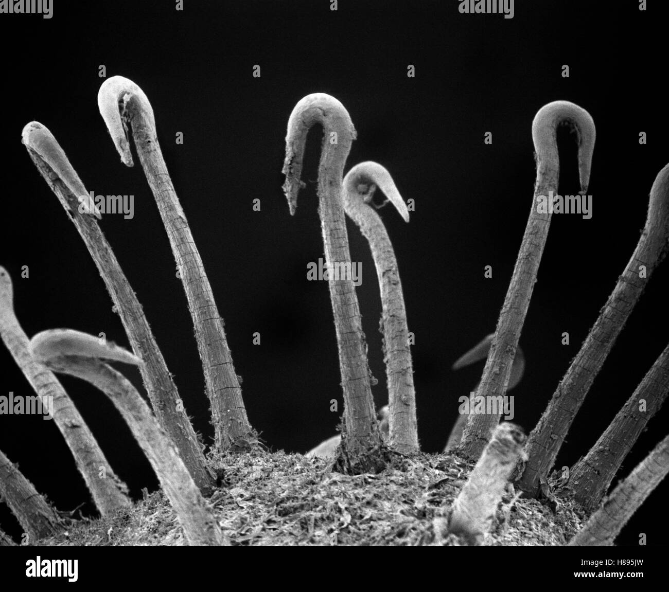 Spiny Cocklebur (Xanthium spinosum) SEM close-up of curved spines on ...