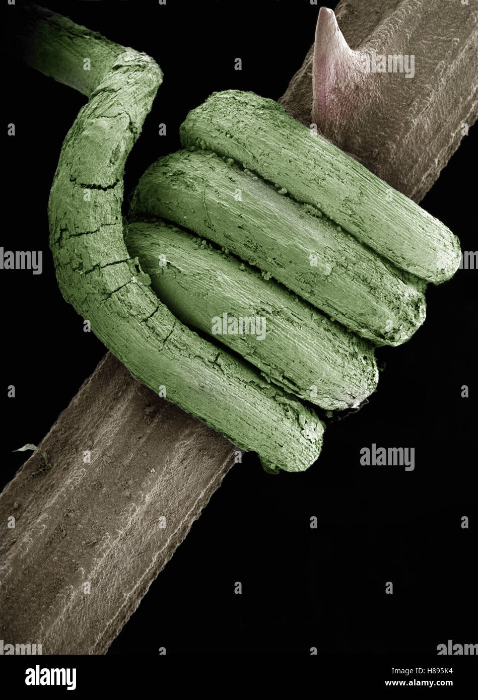 Rough Bindweed (Smilax aspera) SEM close-up view of the tendril wrapped ...