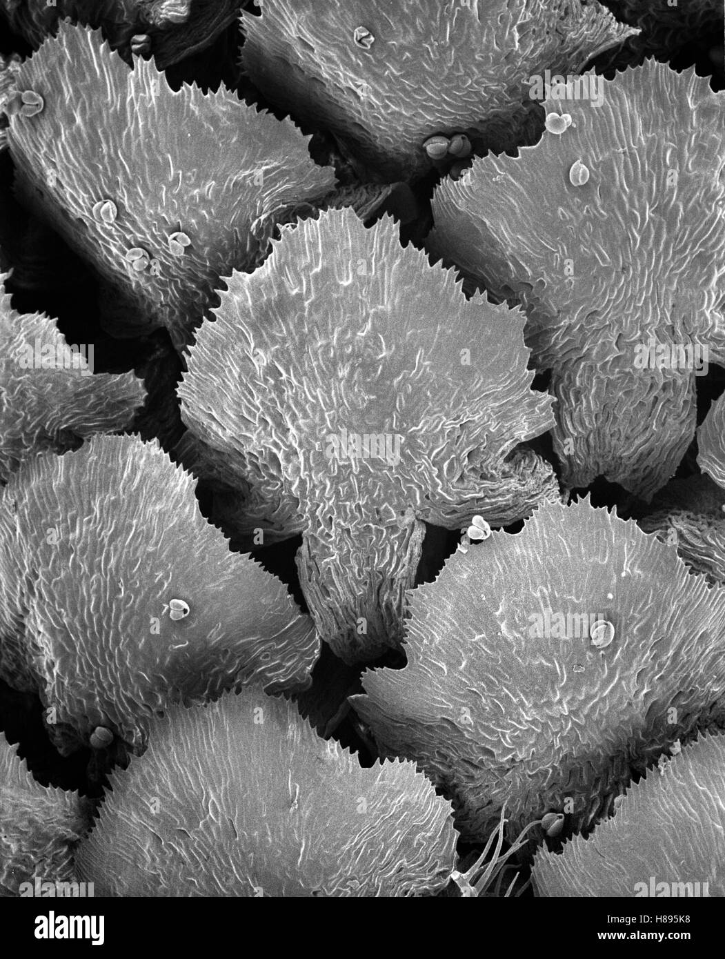 Italian Stone Pine (Pinus pinea) SEM close-up view of a male flower ...