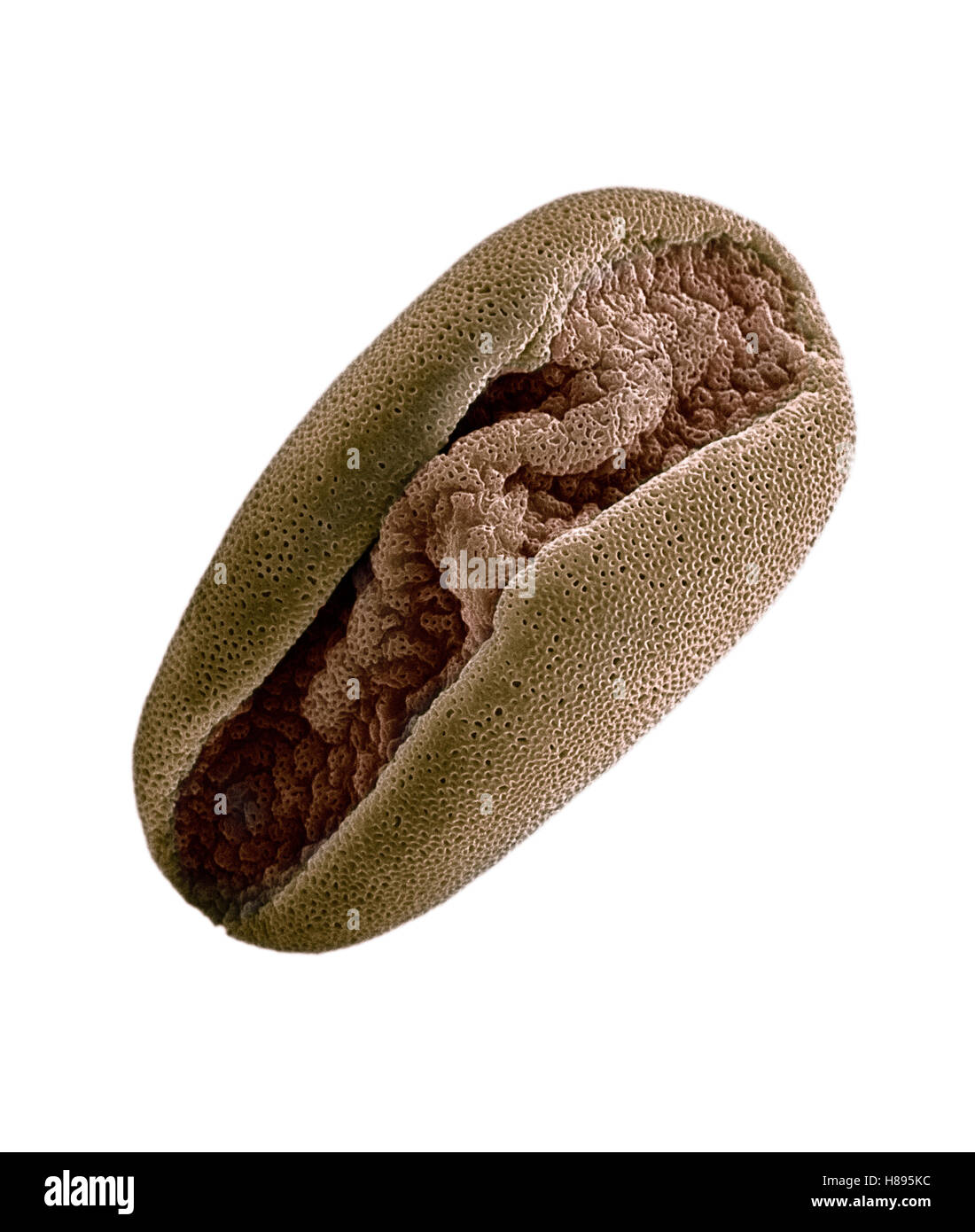 Iris (Iris sp) SEM close-up view of pollen grain at 700x magnification ...