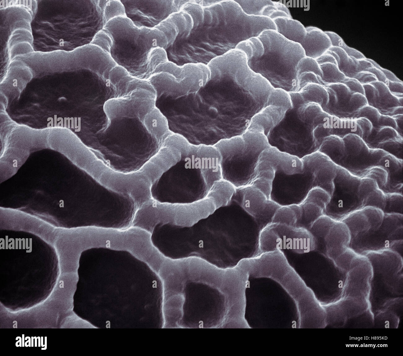 Trumpet Lily (Lilium longiflorum) SEM close-up view of pollen at 2800x ...