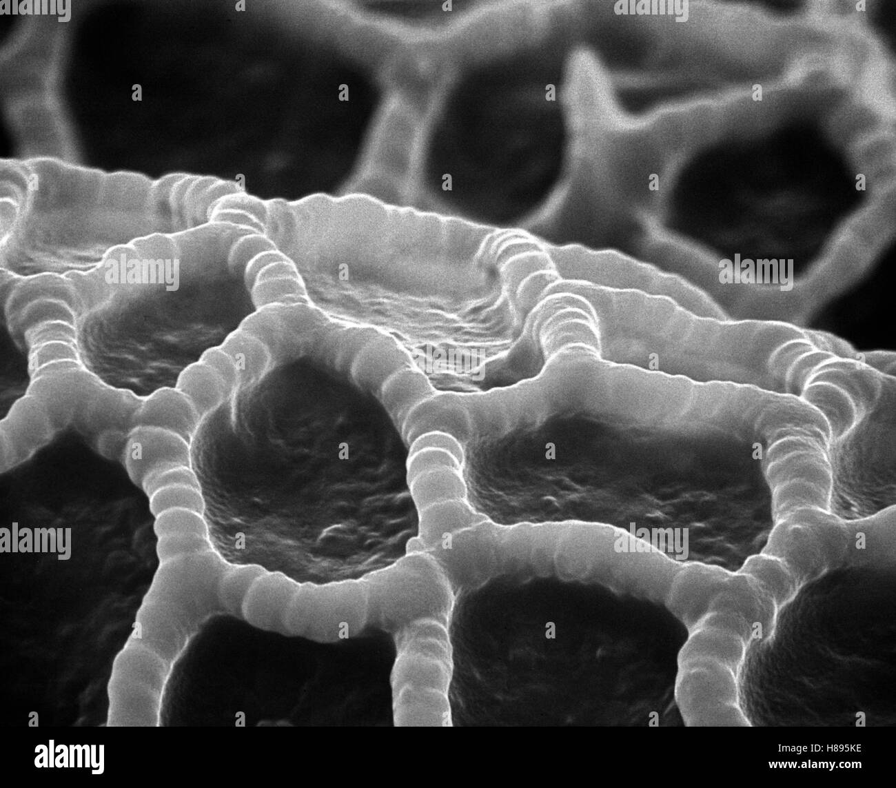Trumpet Lily (Lilium longiflorum) SEM close-up view of pollen at 2800x ...