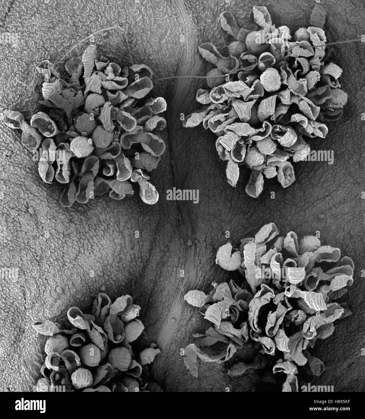 Common Fern (Polypodium sp) SEM close-up view of sori at 21x ...