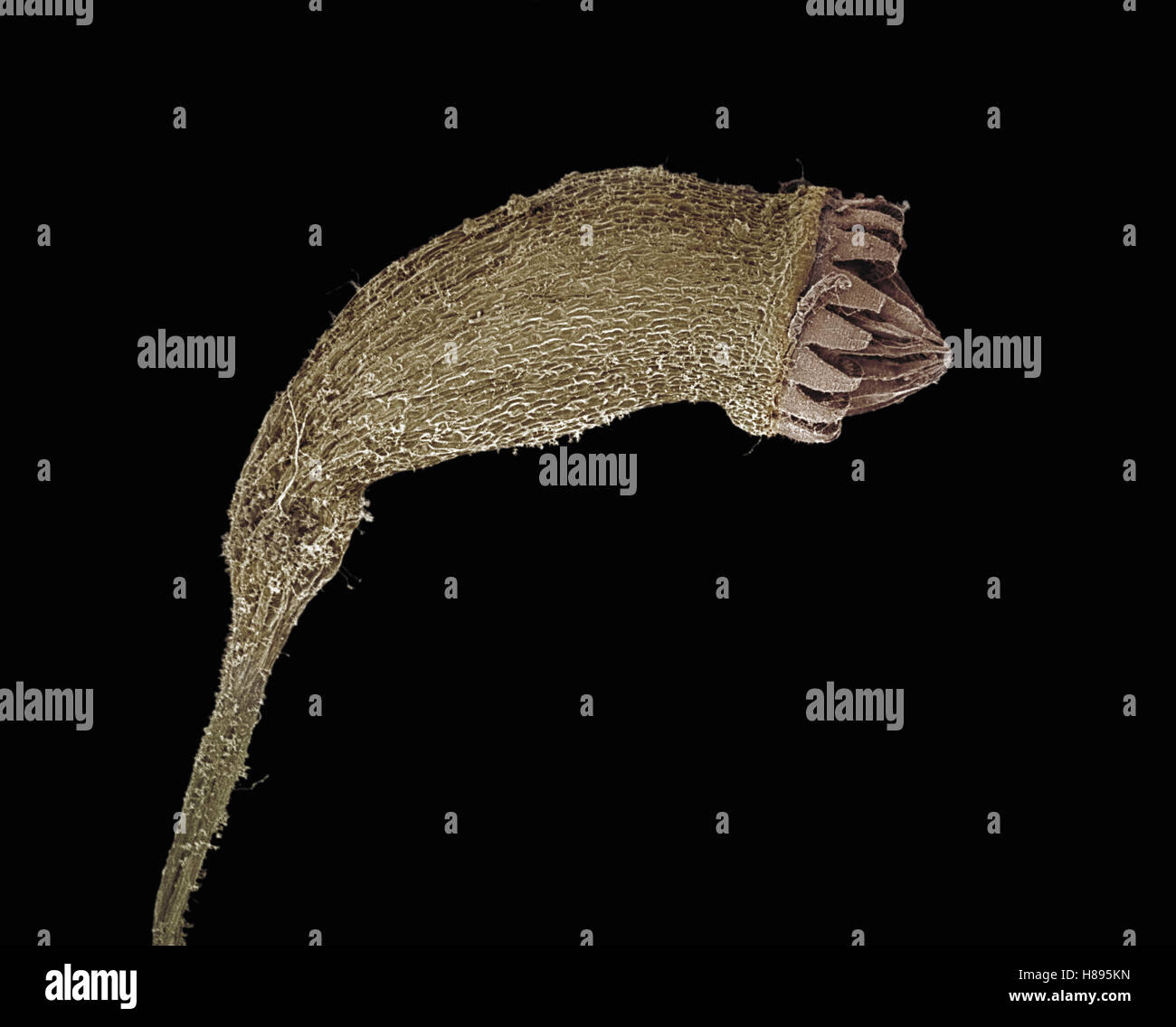 SEM close-up view of a moss sporangium with a spore emerging at 21x ...