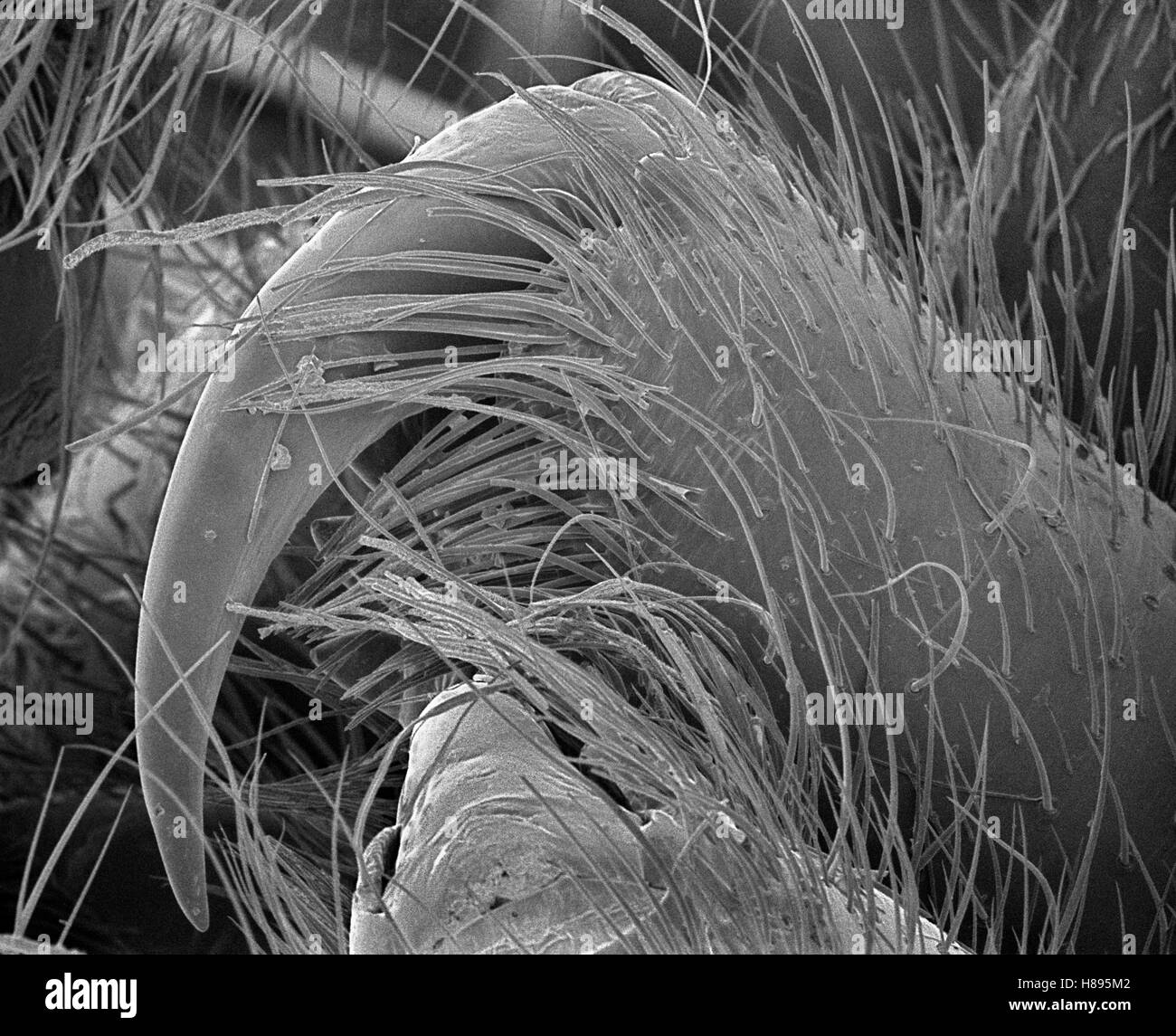 Wolf Spider (Lycosa tarantula) SEM close-up view of chelicerae at 42x ...